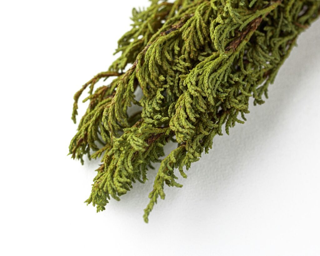 How to Use Herbs for Energy: Tips for Daily Incorporation - Invidiata ...