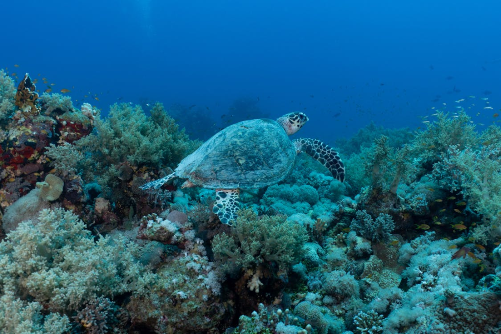 Preserving Our Oceans: The Importance of Marine Sanctuaries